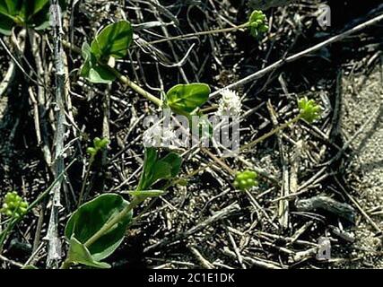 Boerhavia repens L Boerhavia repens L Stock Photo - Alamy