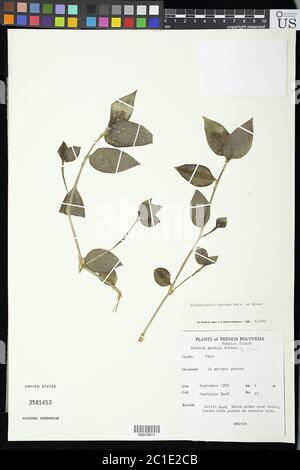 Tradescantia zebrina hort ex Bosse, Zebrina pendula or spiderwort or ...