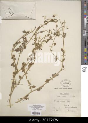 Limeum viscosum Fenzl Limeum viscosum Fenzl Stock Photo - Alamy