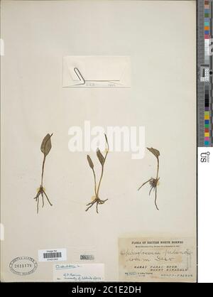 Ophioglossum reticulatum L Ophioglossum reticulatum L Stock Photo - Alamy