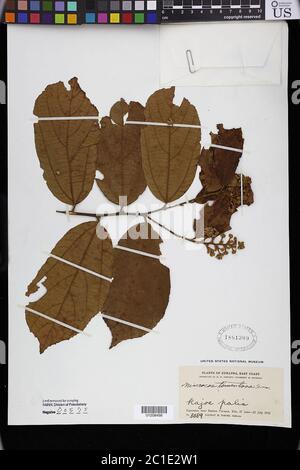 Microcos tomentosa Microcos tomentosa Stock Photo - Alamy