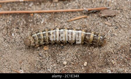 A caterpillar of the Pandora Moth (Coloradia pandora) on the forest ...