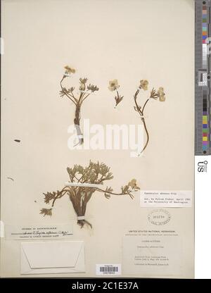 Ranunculus adoneus A Gray Ranunculus adoneus A Gray Stock Photo - Alamy