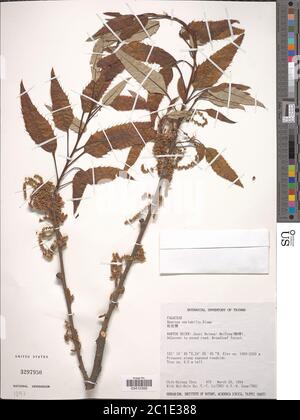 Chinese Cork Oak bark (Quercus variabilis), Fagaceae Stock Photo - Alamy