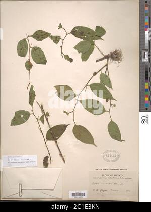 Celtis caudata Celtis caudata Stock Photo - Alamy