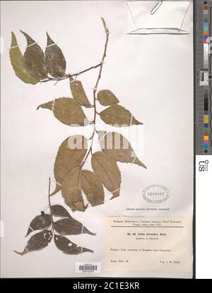 Celtis tetrandra Roxb Celtis tetrandra Roxb Stock Photo - Alamy