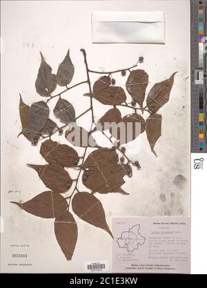 Celtis tetrandra Roxb Celtis tetrandra Roxb Stock Photo - Alamy