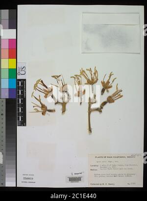 Agave aurea Agave aurea Stock Photo - Alamy