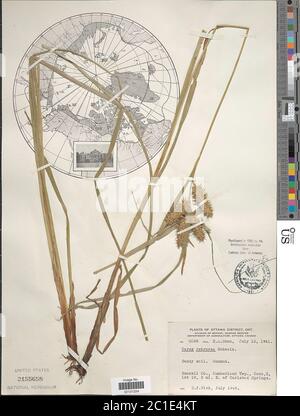 Carex retrorsa Schwein Stock Photo - Alamy