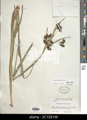Scirpus atrovirens Willd Scirpus atrovirens Willd Stock Photo - Alamy