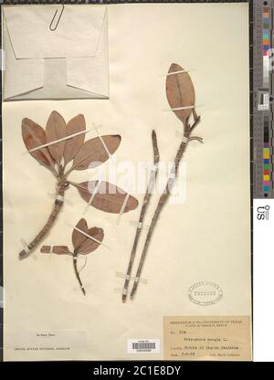 Red Mangrove (Rhizophora mangle) stilt roots, Los Haitises National ...