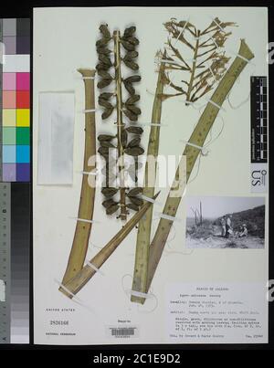 Agave colimana Gentry Agave colimana Gentry Stock Photo - Alamy