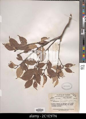Quercus microphylla Ne Quercus microphylla Ne Stock Photo - Alamy