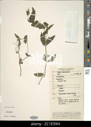 Justicia simplex D Don Justicia simplex D Don Stock Photo - Alamy