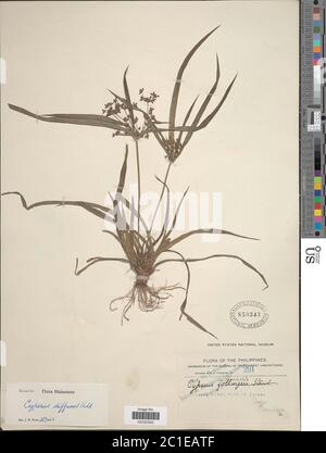 Cyperus diffusus Vahl Cyperus diffusus Vahl Stock Photo - Alamy