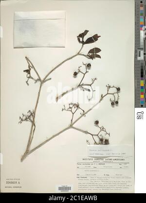 Cordia collococca L Stock Photo - Alamy
