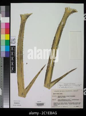 Structure of the leaf rosette of an agave species, Überlingen Plant ...