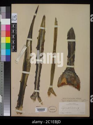 Agave datylio Agave datylio Stock Photo - Alamy