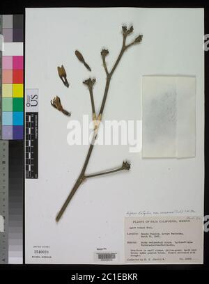 Agave datylio Agave datylio Stock Photo - Alamy