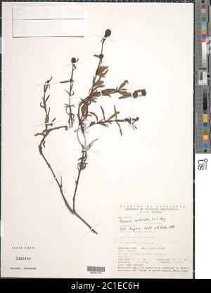 Borreria verticillata L G Mey Stock Photo - Alamy