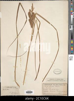 Carex retrorsa Schwein Stock Photo - Alamy