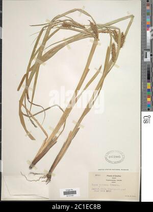 Carex retrorsa Schwein Stock Photo - Alamy