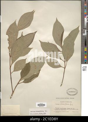 Cornus disciflora Cornus disciflora Stock Photo - Alamy