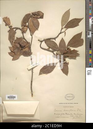 Cornus disciflora Cornus disciflora Stock Photo - Alamy