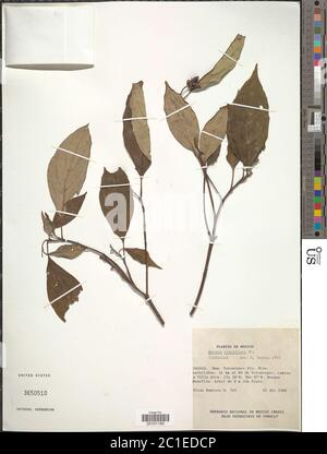 Cornus disciflora Cornus disciflora Stock Photo - Alamy