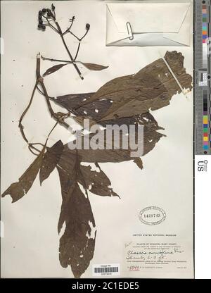 Chassalia curviflora Chassalia curviflora Stock Photo - Alamy