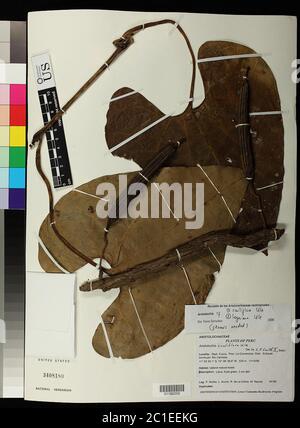 Aristolochia cauliflora Ule Aristolochia cauliflora Ule Stock Photo - Alamy