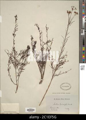Platysace linearifolia Cav CNorman Stock Photo - Alamy