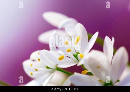 Macro photography of autochthonous Apulian garlic flowers Stock Photo ...