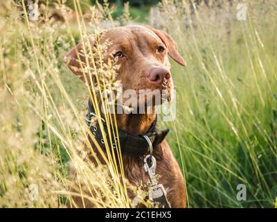 Lovable, pretty puppy of chocolate color. Close-up Stock Photo - Alamy