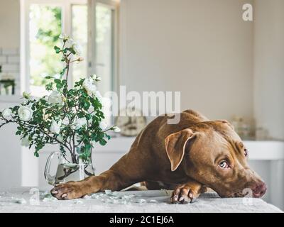Lovable, pretty puppy of chocolate color. Close-up Stock Photo - Alamy