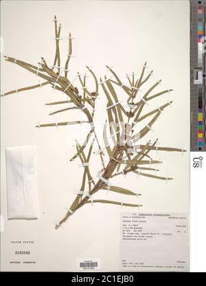 Notelaea microcarpa Notelaea microcarpa Stock Photo - Alamy