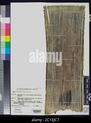 Agave hookeri Agave hookeri Stock Photo - Alamy