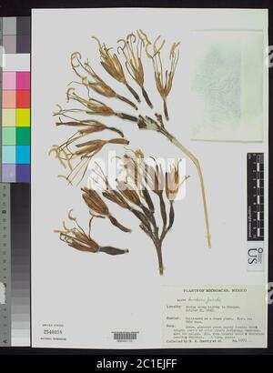 Agave hookeri Agave hookeri Stock Photo - Alamy