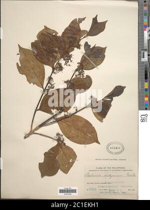 Canthium dicoccum Gaertn Merr Stock Photo - Alamy