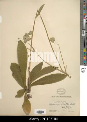 Elephantopus elatus Bertol Elephantopus elatus Bertol Stock Photo - Alamy