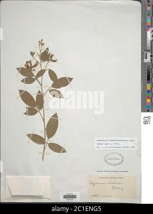 Cajanus cajan L Huth Cajanus cajan L Huth Stock Photo - Alamy