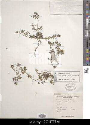 Portulaca australis Endl Stock Photo - Alamy