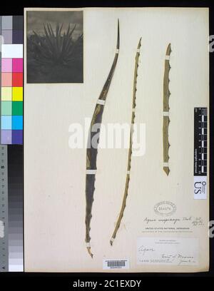 Agave mapisaga Agave mapisaga Stock Photo - Alamy