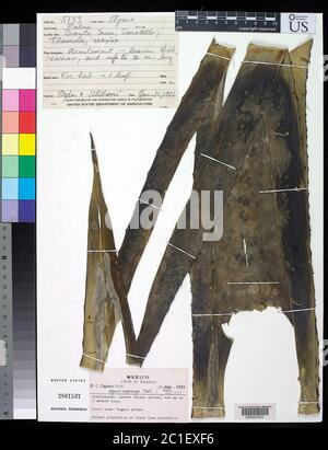 Agave mapisaga Agave mapisaga Stock Photo - Alamy