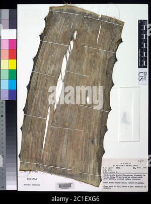 Agave mapisaga Agave mapisaga Stock Photo - Alamy