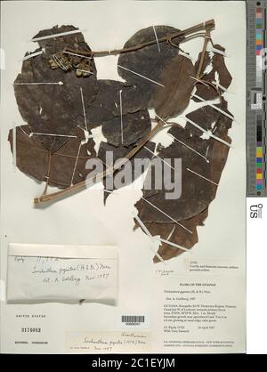 Trichanthera gigantea Bonpl Nees Stock Photo - Alamy