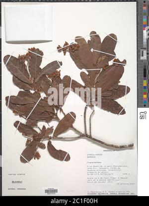 Dombeya sp Dombeya sp Stock Photo - Alamy