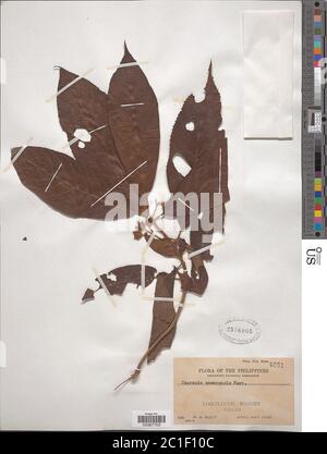 Saurauia samarensis Merr Stock Photo - Alamy