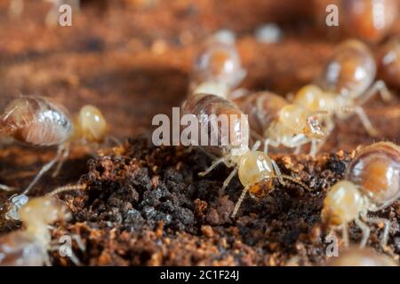 Termites insects in colony over wood inside of the amazon rainforest in ...