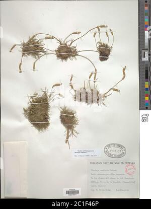Plantago subulata L Plantago subulata L Stock Photo - Alamy